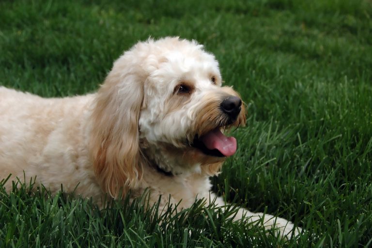 How to Groom a Goldendoodle | Dog Grooming Tips - My Best Bark