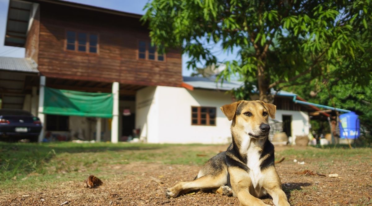 Can Dogs Sense Evil? - My Best Bark
